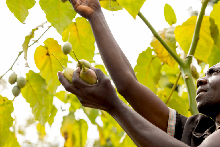 Environmental Nonprofit Promoting Sustainability & Reforestation ...