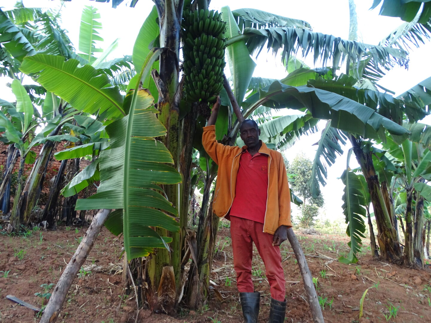 Josias: Burundi Farming Through Plant With Purpose is Successful