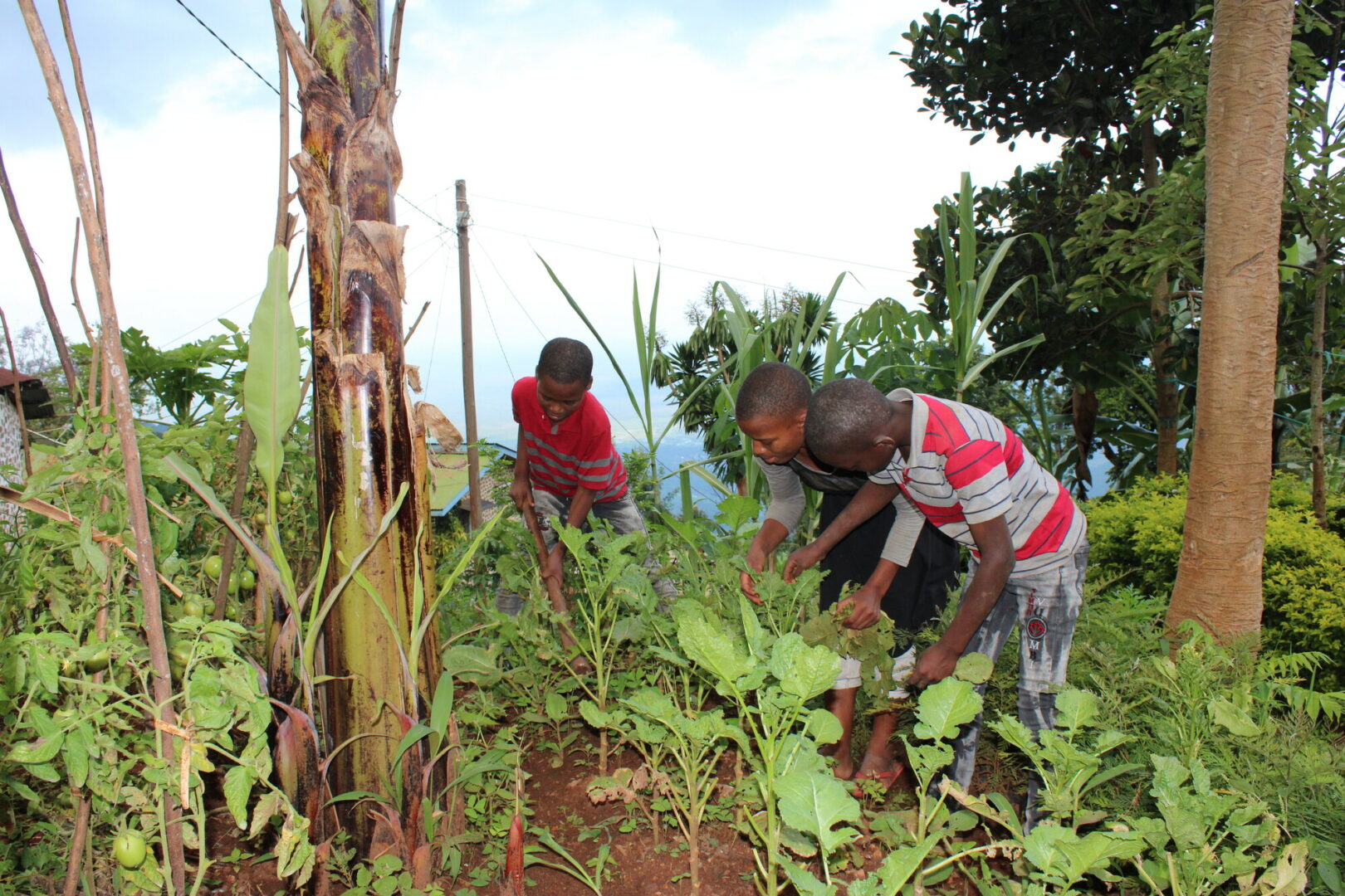 Tanzania Farming Success Story | Plant With Purpose