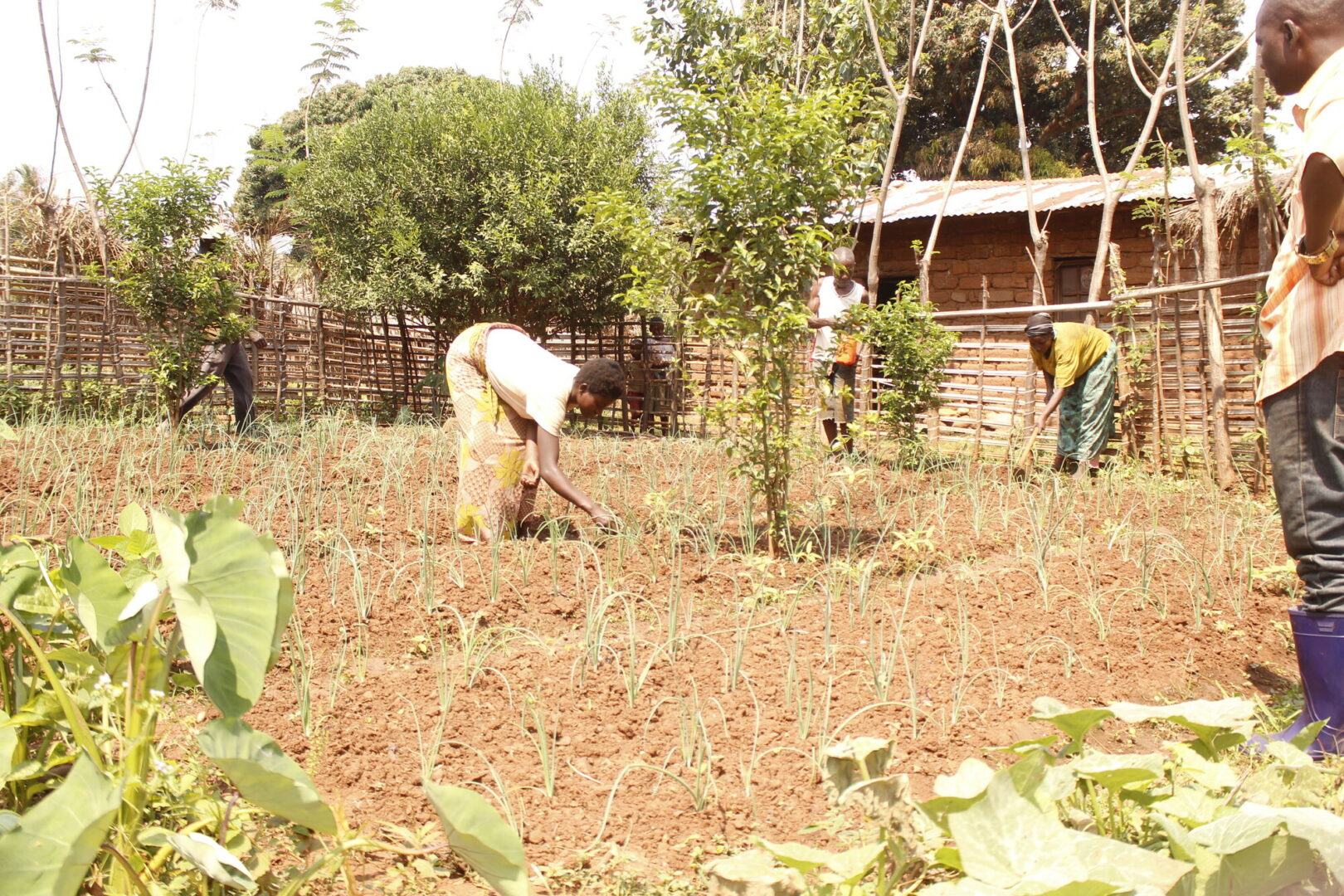 Finding Holistic Solutions in the DRC that Produces Good Results