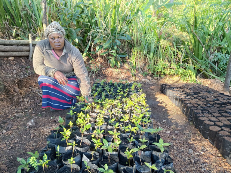 How Tree Planting Helps Rebuild Natural Habitats | Plant With Purpose