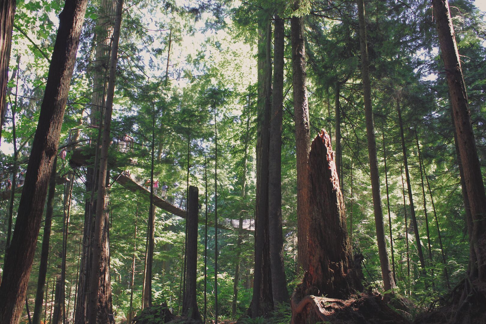 The Key Links Between Trees and Public Health | Plant With Purpose