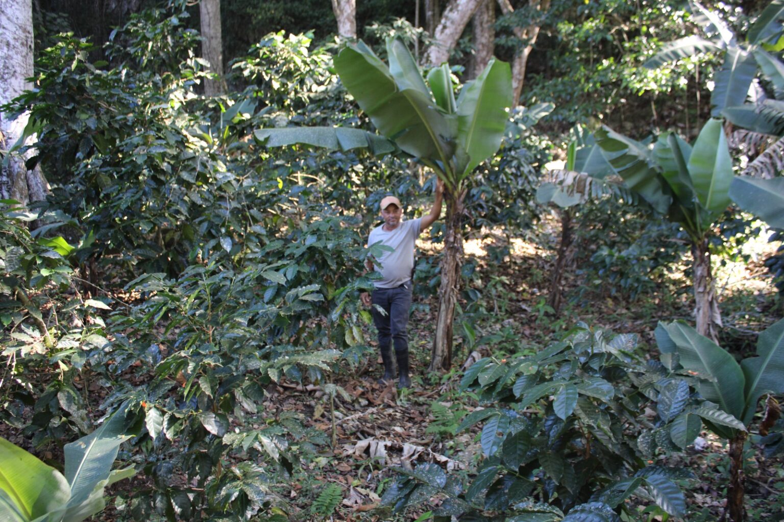 The Key Links Between Trees and Public Health | Plant With Purpose