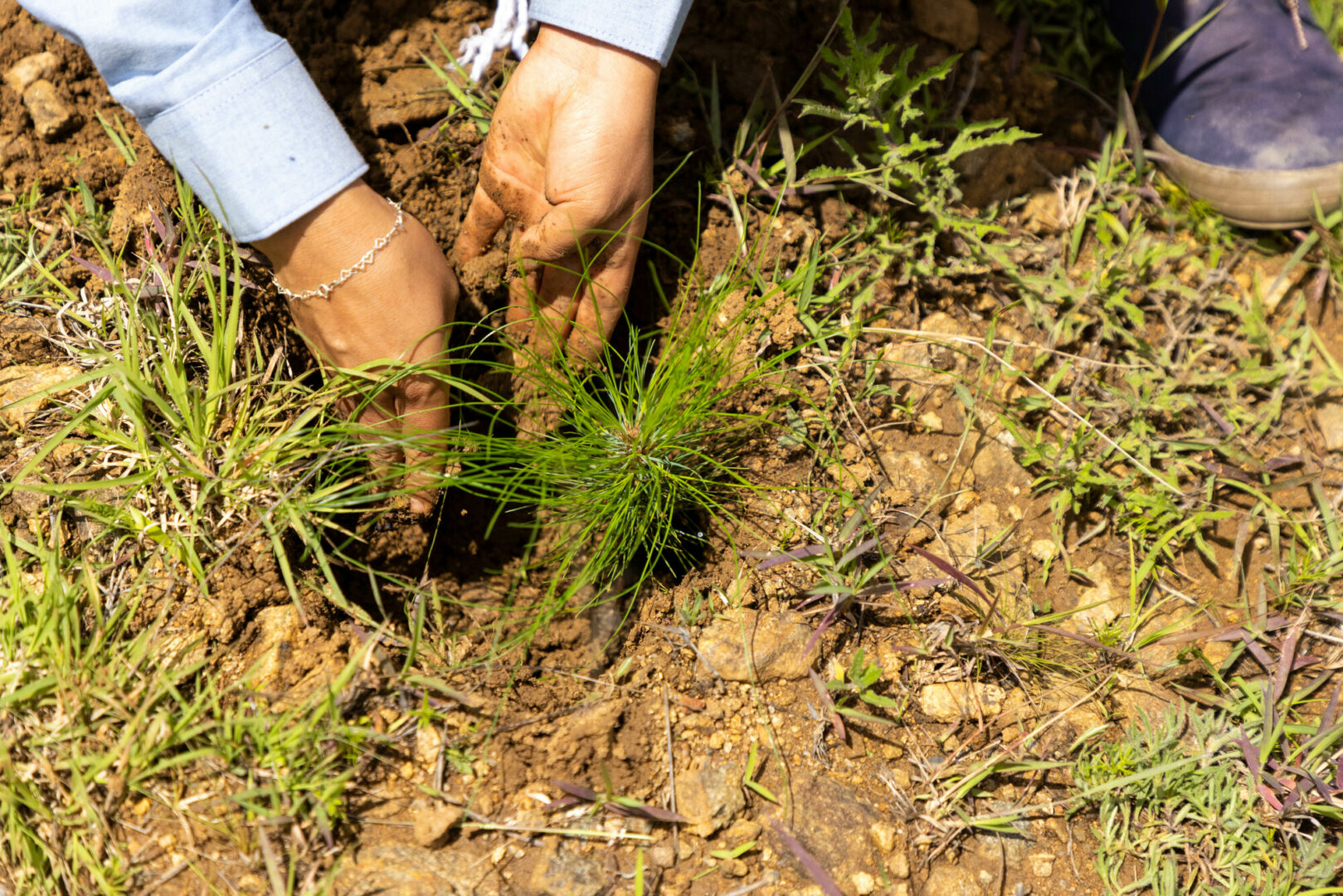 Rewilding Landscapes: The Impact of Tree Planting on Wildlife | Plant ...