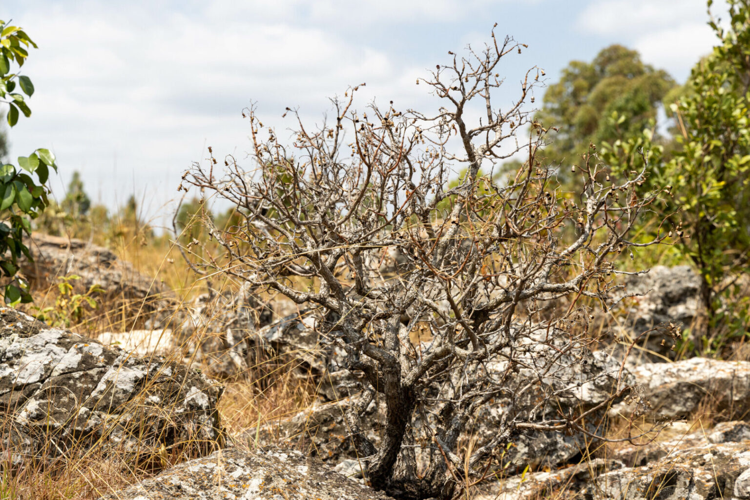 Combating Desertification Through Strategic Tree Planting | Plant With ...