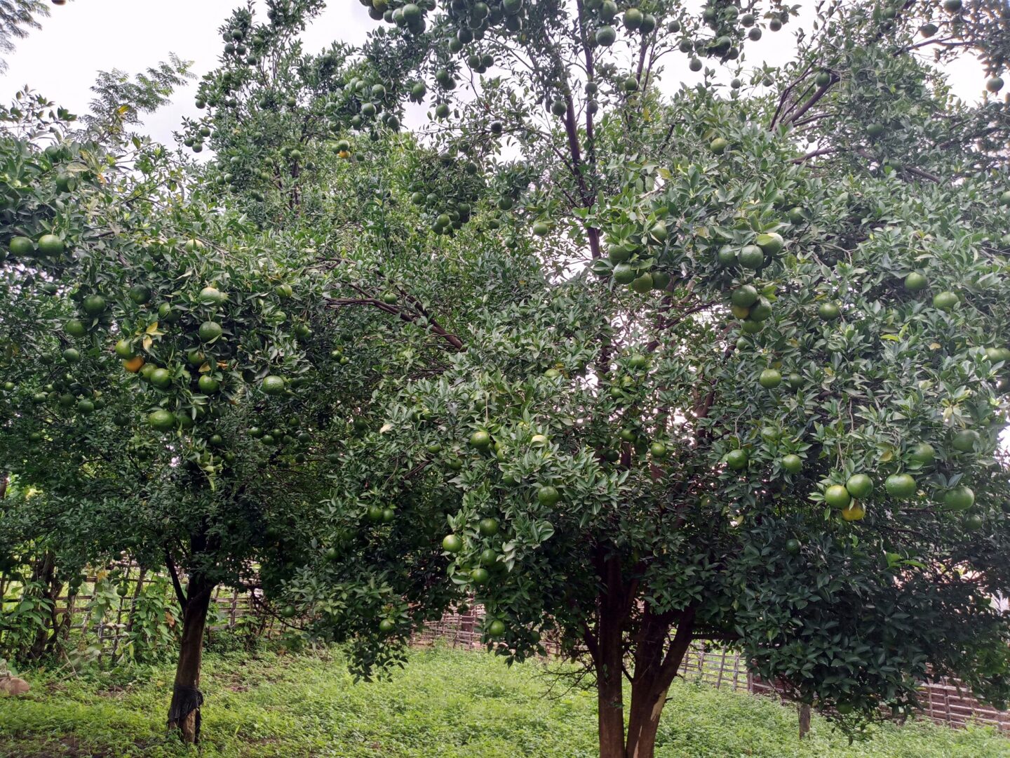 Community Tree Planting Projects: Environmental Restoration Success