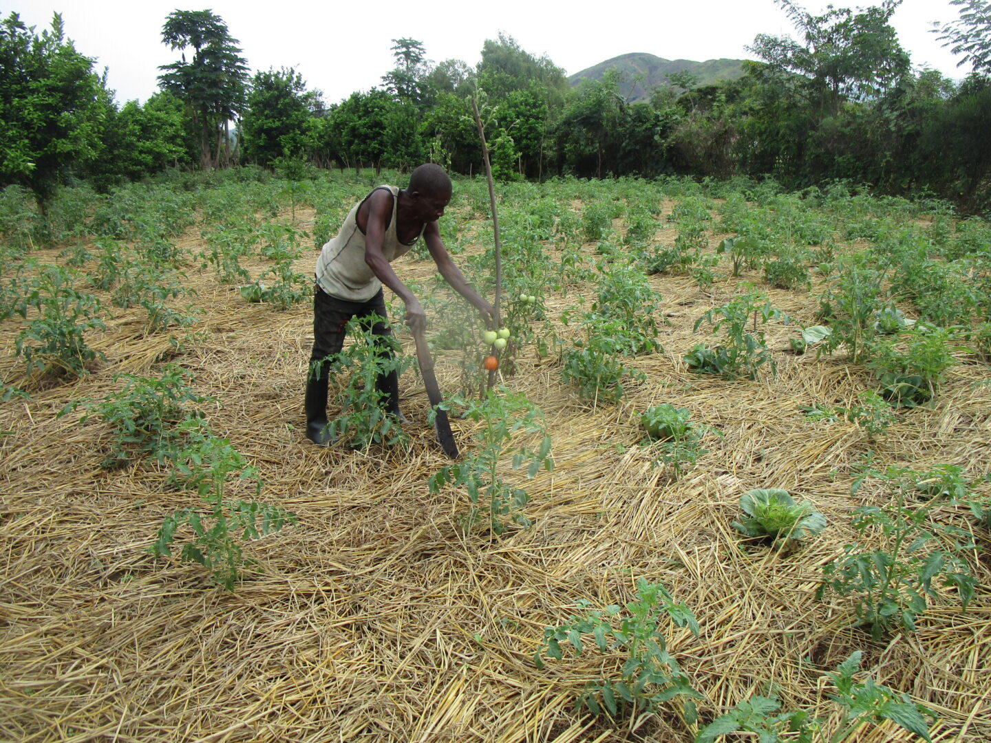 Bizima, DR Congo: "I Share My Experience with Other Farmers"